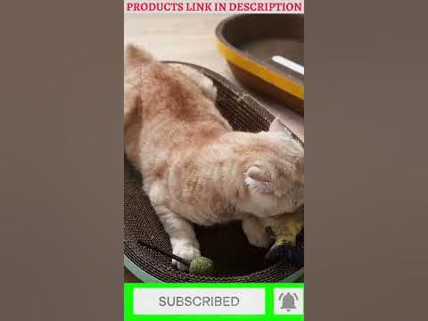 Funny Cats Catnip Cats Reaction Videos | Cat Toys | Funny Animals | #shorts - YouTube