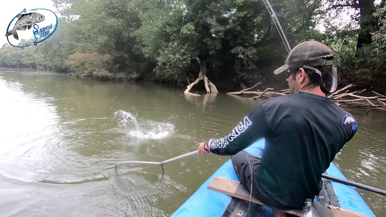 Machaca , fly fishing , Sarapiquí River - YouTube
