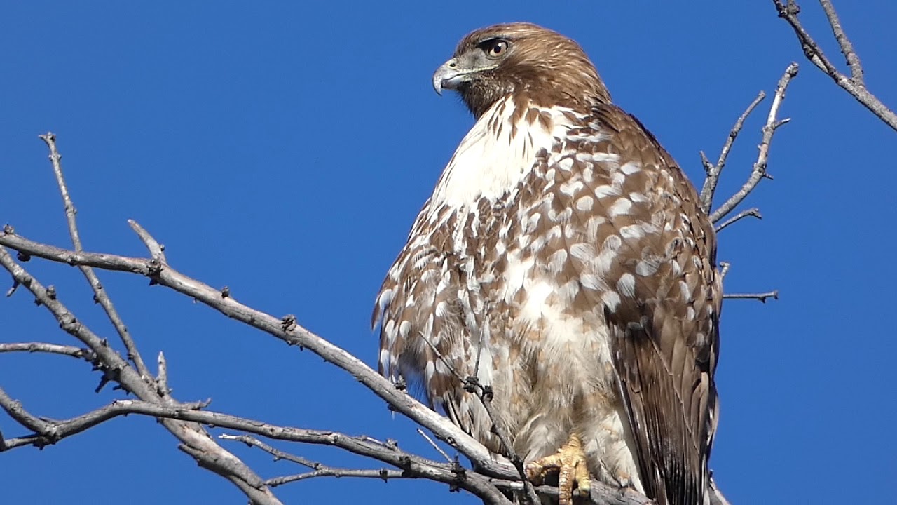 Red-tailed hawk in Southern California - YouTube