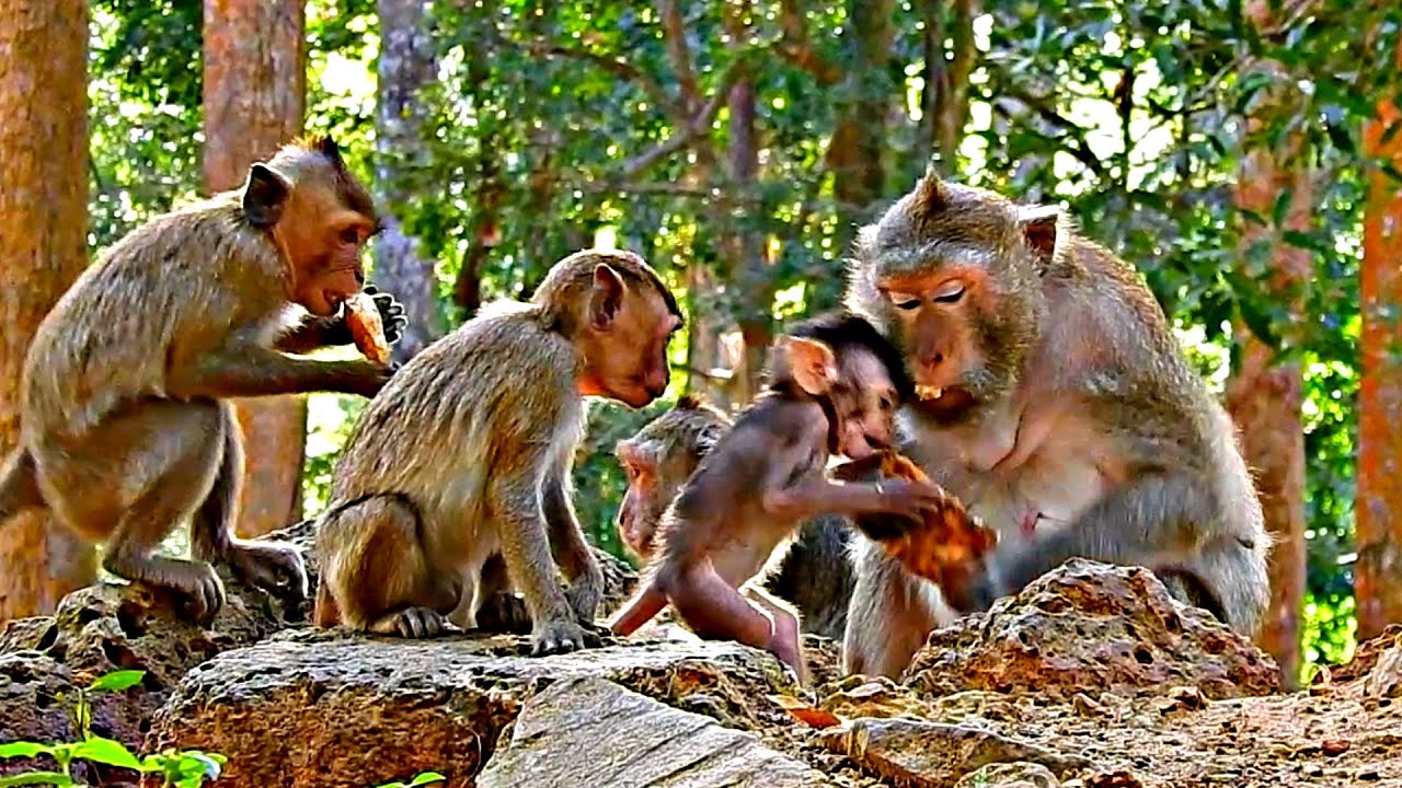 Come On Mom Please Give Me Some Of Your Food Because I Want To Eat Too ...