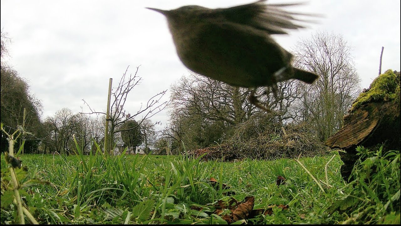 Wildlife camera footage, from the Orchard this time. #trailcam # ...
