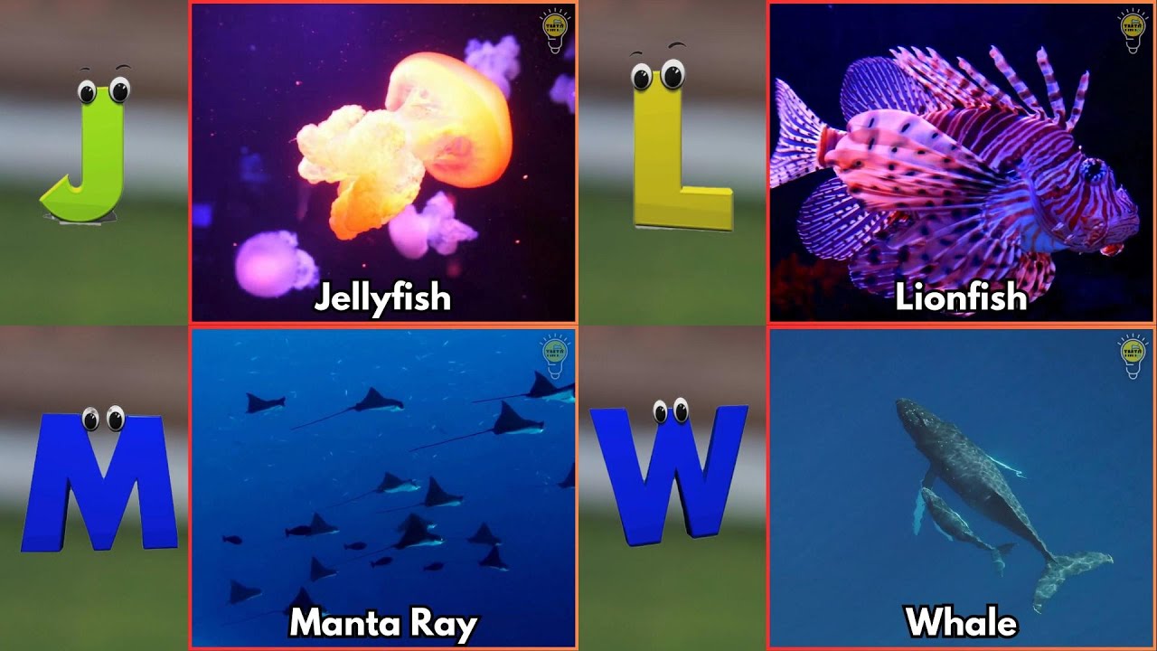 Ocean learning for toddlers | Sea Animal Song | Ocean Animals - YouTube
