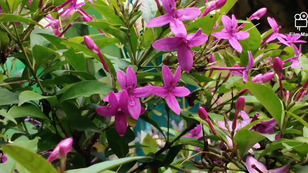 Eranthemum flower plant - YouTube