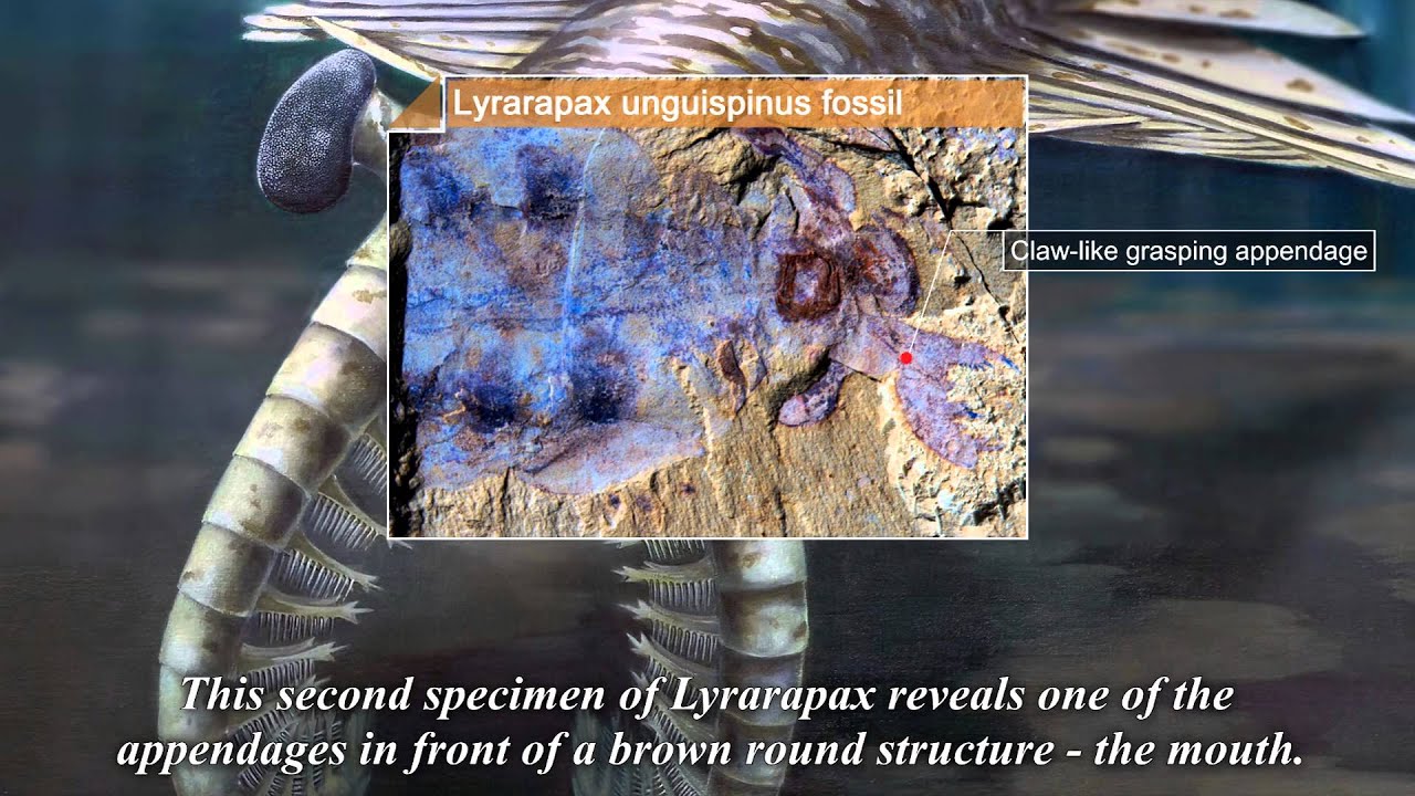 Prehistoric News | The Brain of the World's First Predator - YouTube