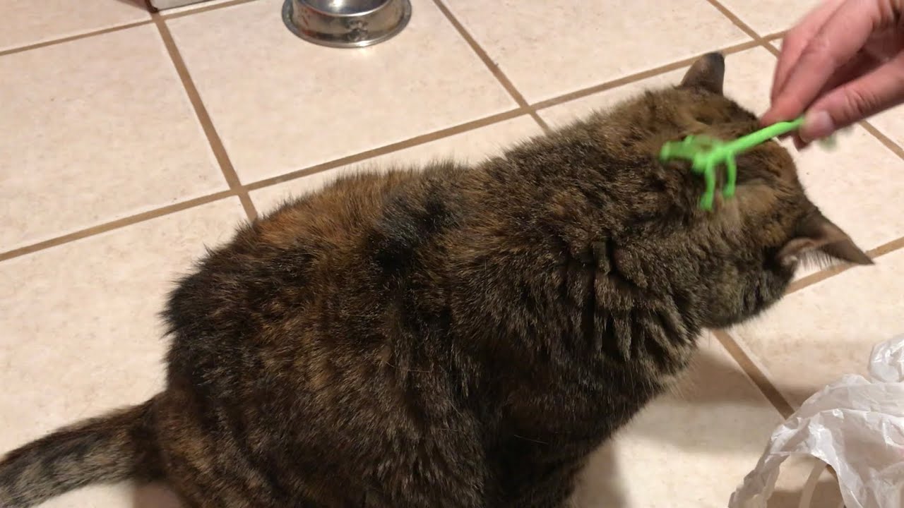 Chonk kitty loves new back scratcher - YouTube