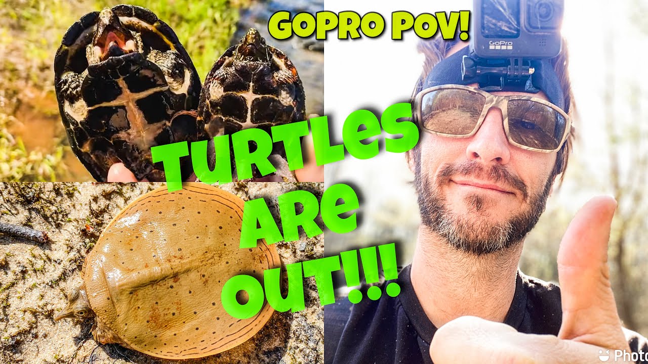 POV Herping!! Spring Musk Turtles in Georgia - YouTube