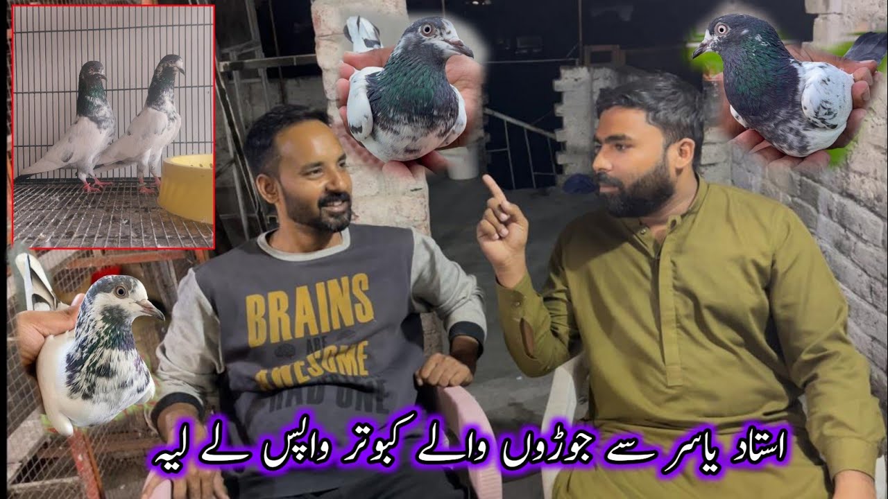 Ustad Yasir Se Joroo Wala Kabootar Wapis Le Liya 🤗 - YouTube