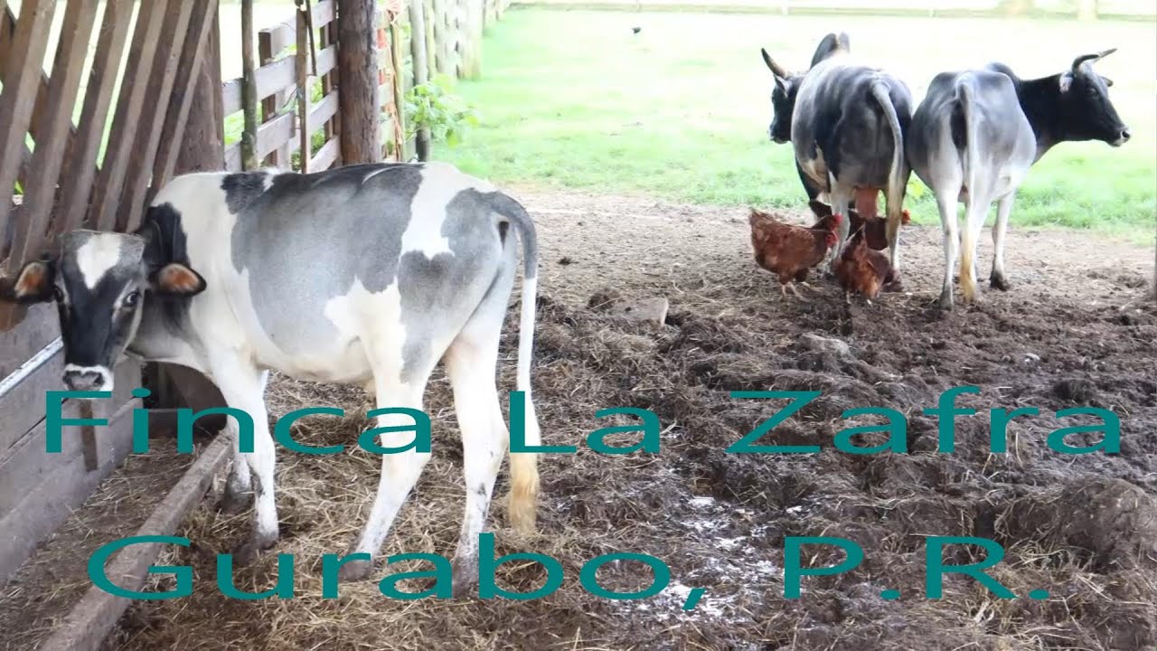 Capítulo 2: Restaurante, Finca La Zafra, Gurabo, P.R. 2024, Viajando ...