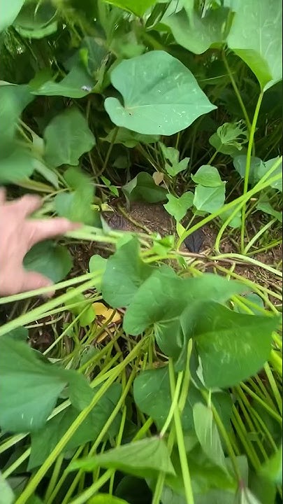 Java potato coming harvesting #epicgardening #vegetablegardening # ...