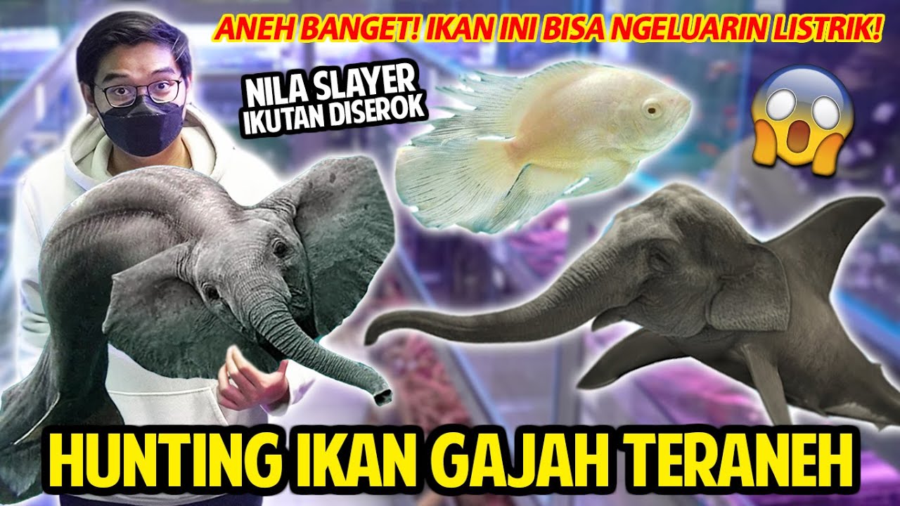 HUNTING IKAN GAJAH TERANEH! MUKANYA KAYA GAJAH & NYETRUM?! NILA SLAYER ...