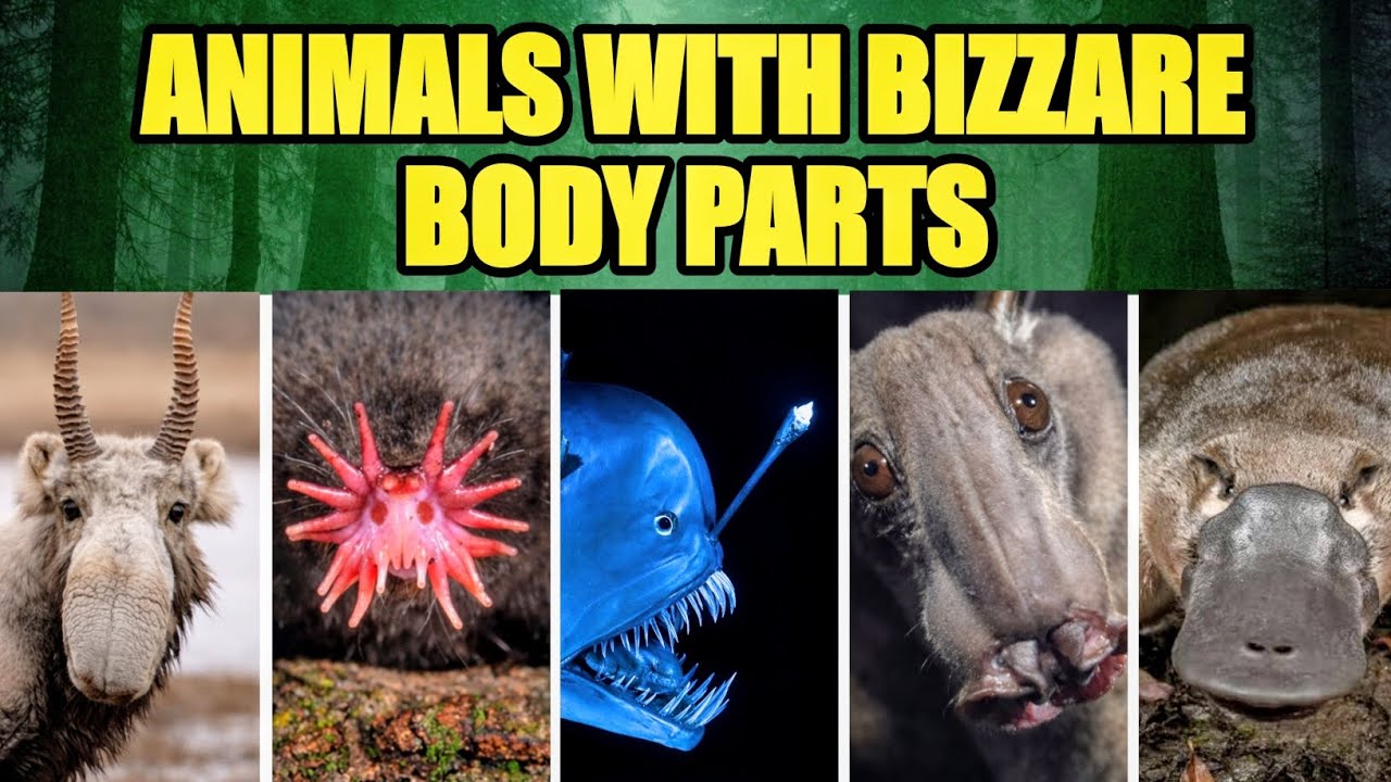 10 Animals With Body Parts So Bizarre They Look Fake - YouTube