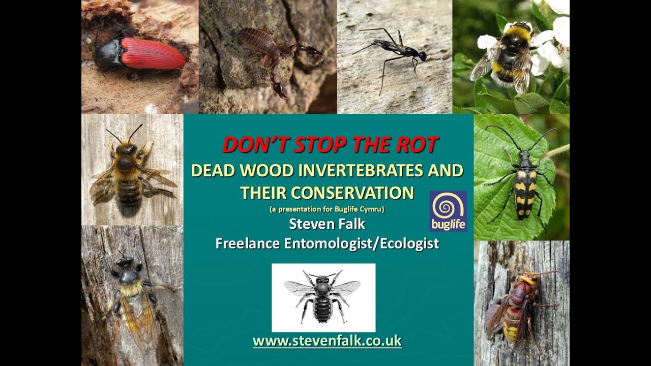 Don't Stop The Rot - Dead wood invertebrates and their conservation ...