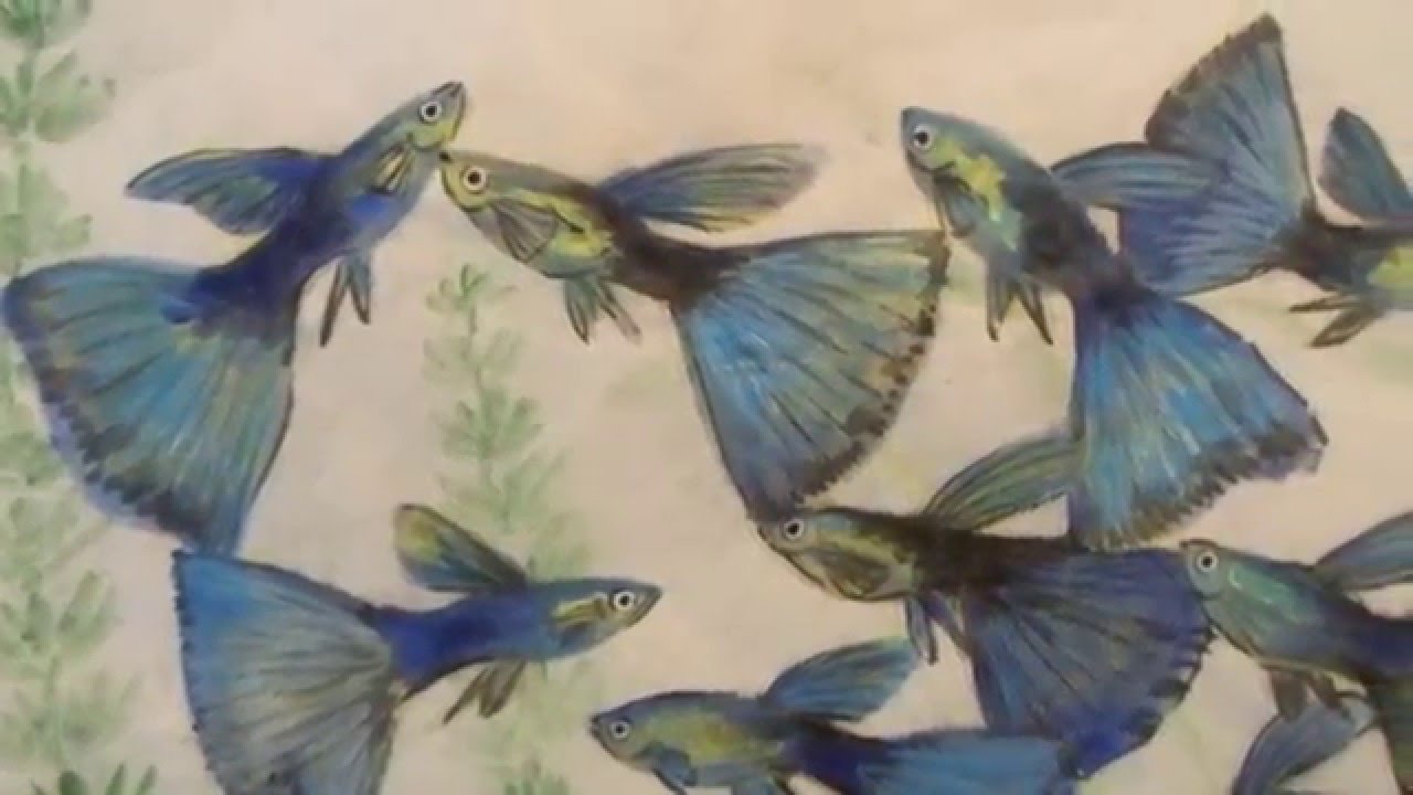 Most Beautiful Blue Fantail Guppies Tropical Fish - Painting उष्ण मछ्ली ...