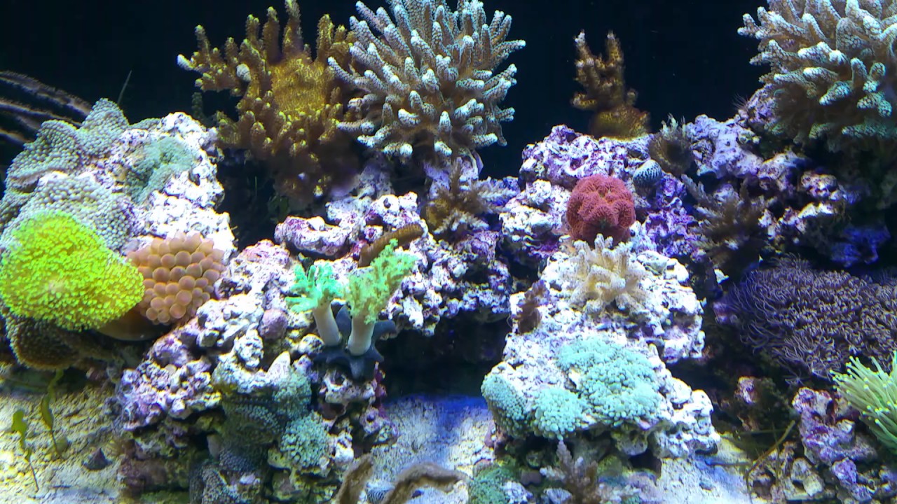 Reef Brite Halide Hybrid with Acrylic Bracket Mounts - YouTube