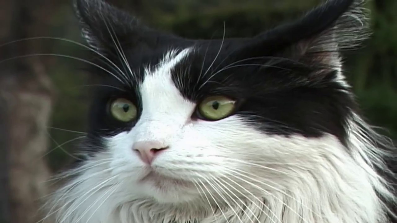 The Amazing Adventure of Marchello The Cat Official Trailer - YouTube