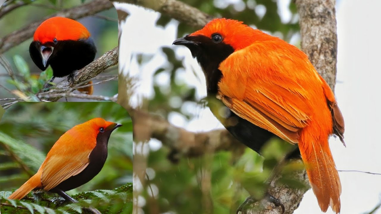 red satinbird ,the sickle-crested bird-of-paradise is a species of bird ...