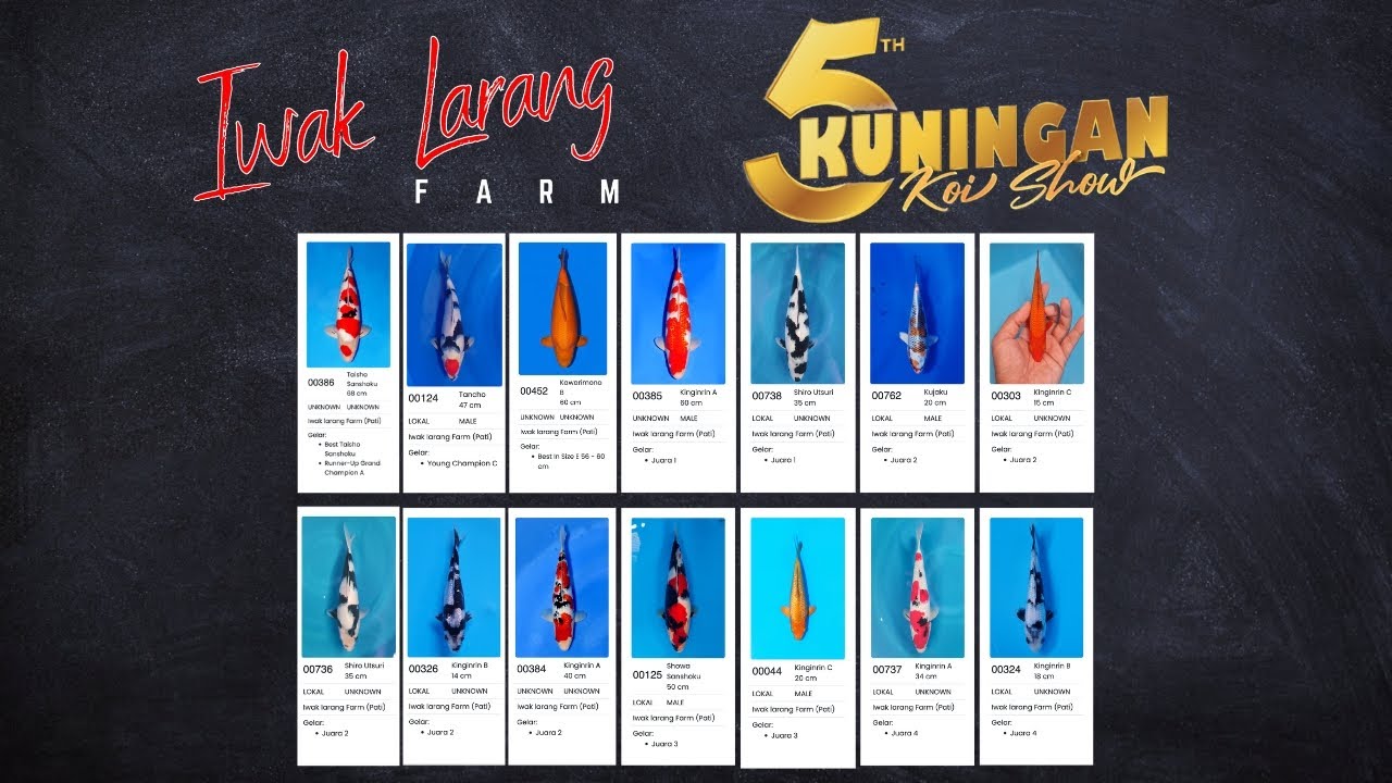 5th Kuningan Koi Show 2024 || IWAK LARANG FARM - YouTube