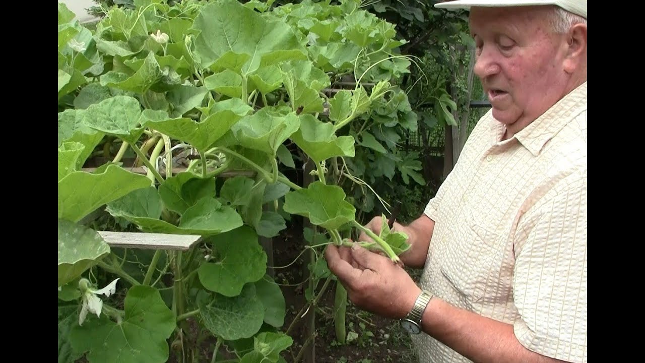 Growing Cucuzza with Tony Machi - YouTube