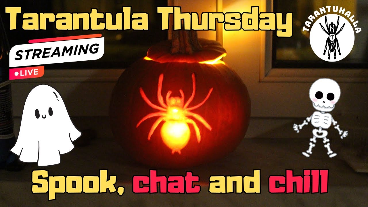 Tarantula Thursday - Spook, chat and chill #live - YouTube