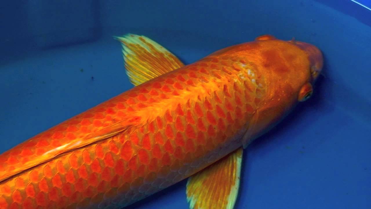 Orenji Ogon for Sale - YouTube