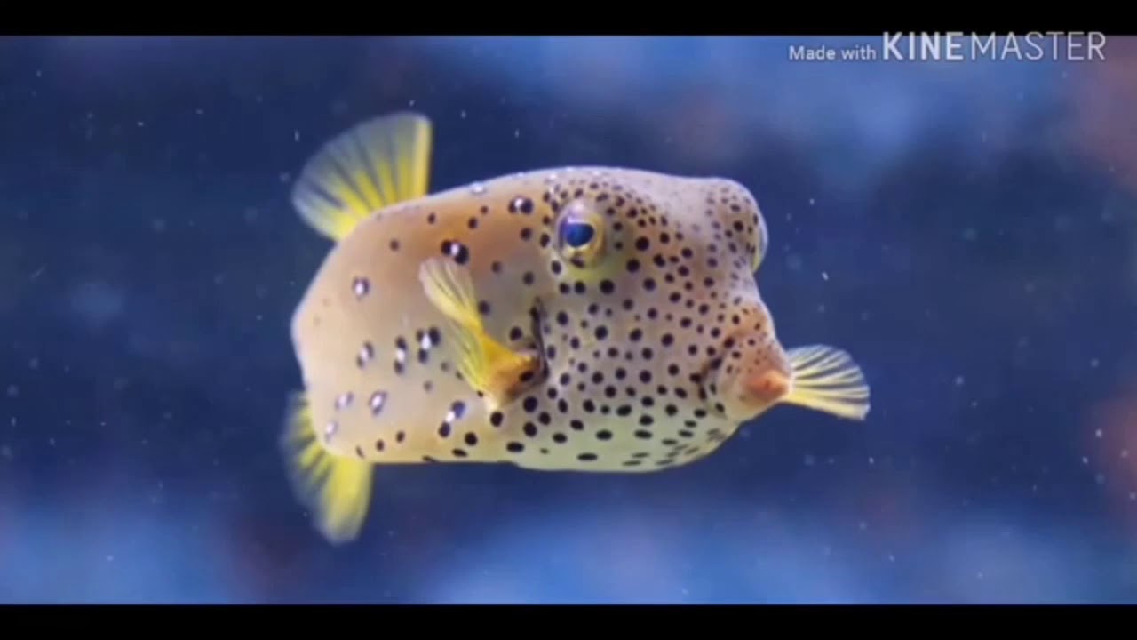 10 pinaka mapanganib na hayop sa mundo - YouTube