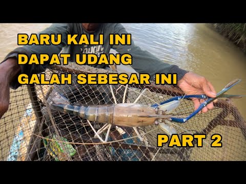 BARU KALI INI DAPAT UDANG GALAH SEBESAR INI - Part 2 - YouTube