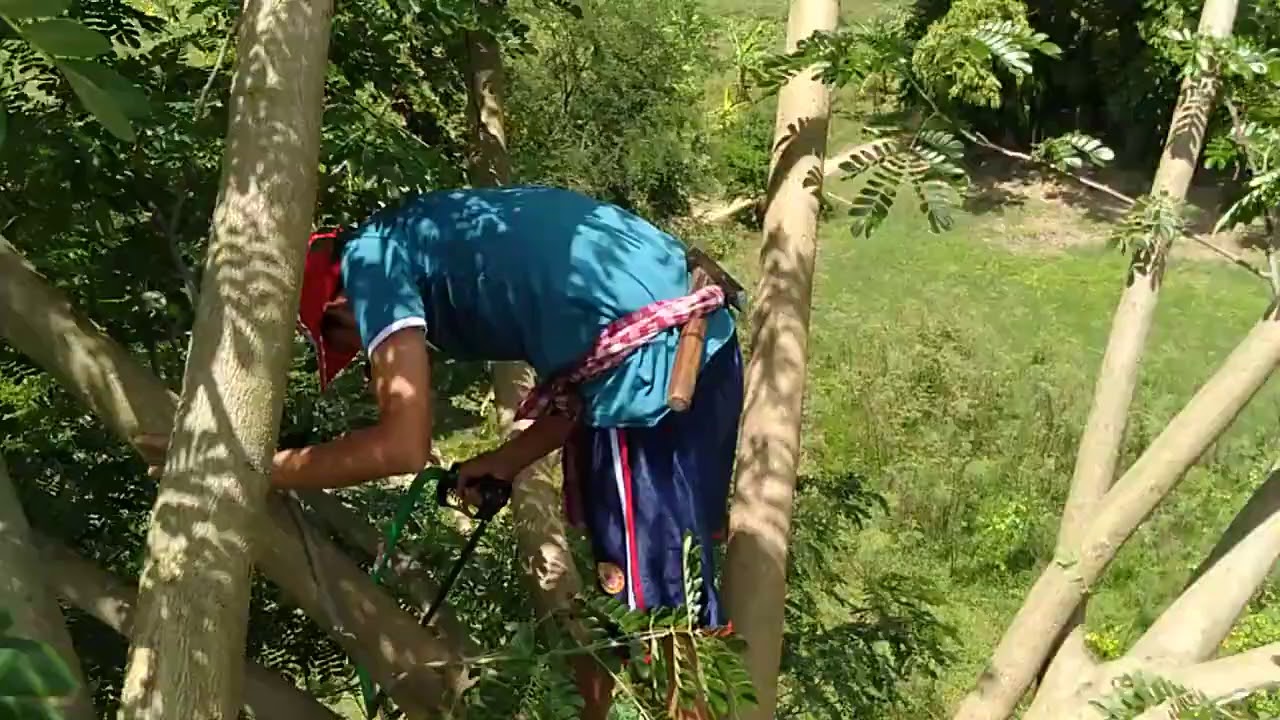 Tree Brands cutting អំពិលបារាំង(ច័ន្ទគិរី) Rain tree, Cow tamarind ...