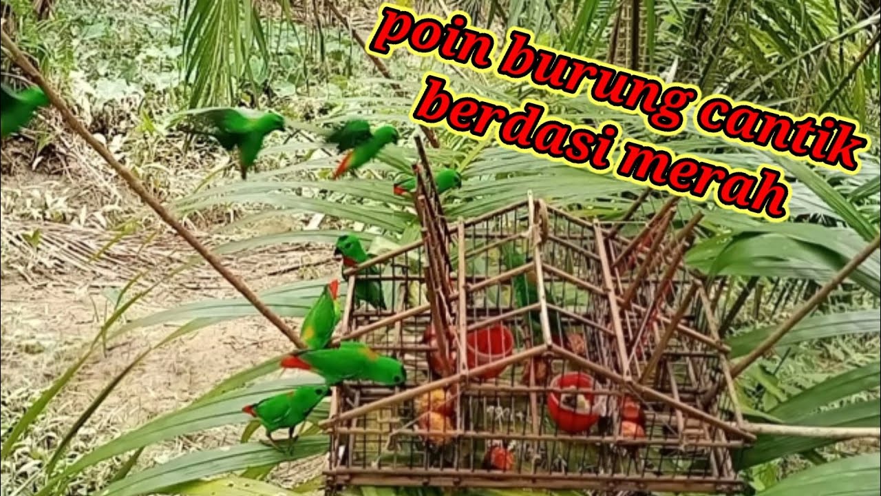POIN BURUNG SERINDIT BERDASI MERAH DI SANGKAR JEBAK // BIRD TRAP - YouTube