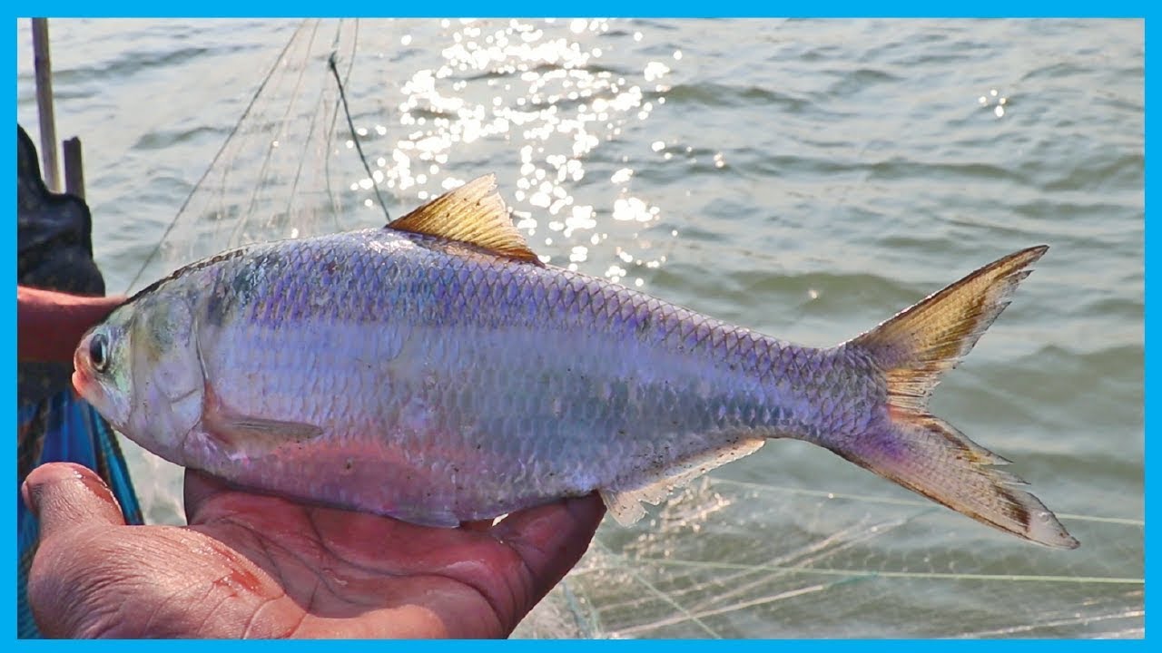 Amazing Fast Hilsa Fishing Skill (PART 123) - Catching Hilsa Fish Big ...
