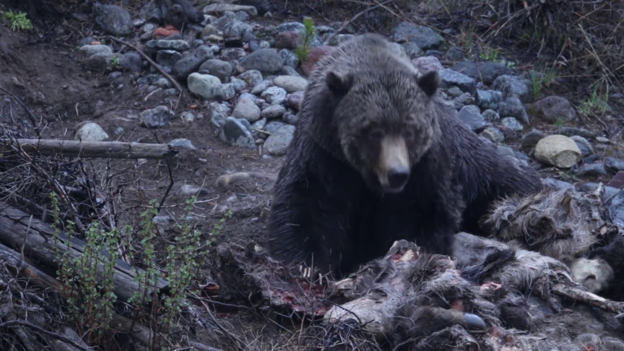 Wyoming Grizzly - Moose Carcass - YouTube