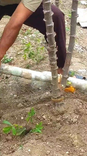 Kompilasi Mencabut Singkong - YouTube