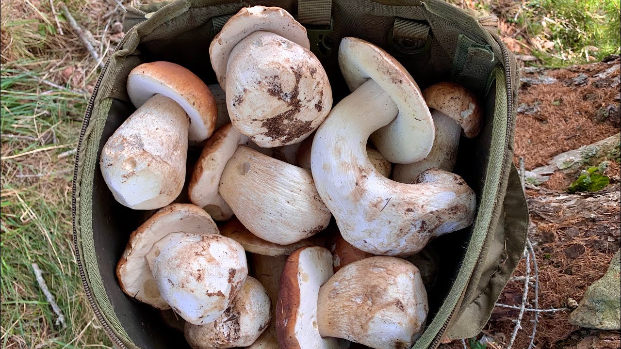 PORCINI 2023~FUNGAIA INFINITA DI FINE SETTEMBRE 🌲💥🌲 - YouTube