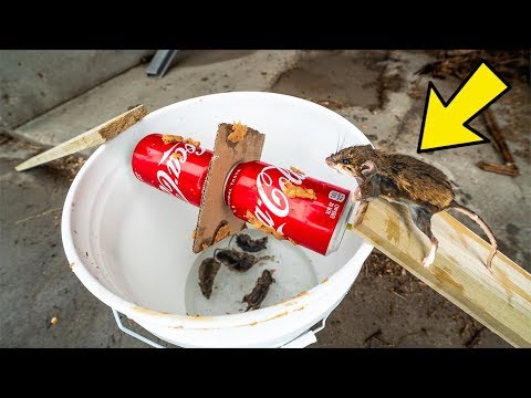 $5 HOMEMADE Mouse Trap ACTUALLY WORKS!!! (How To Make)