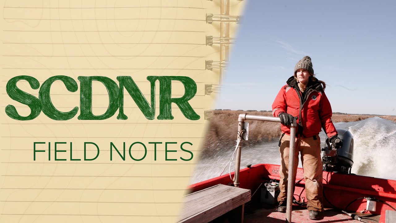 SCDNR Field Notes: Waterfowl Season - YouTube
