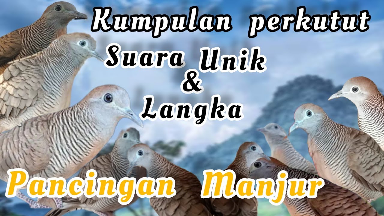 kumpulan perkutut lokal alam suara unik dan langka manjur buat ...