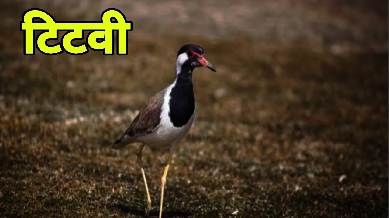 टिटवी आपल्या पिल्लाला स्वतःच्या जीवपेक्षा जास्त जपणारा पक्षी। #टिटवी # ...