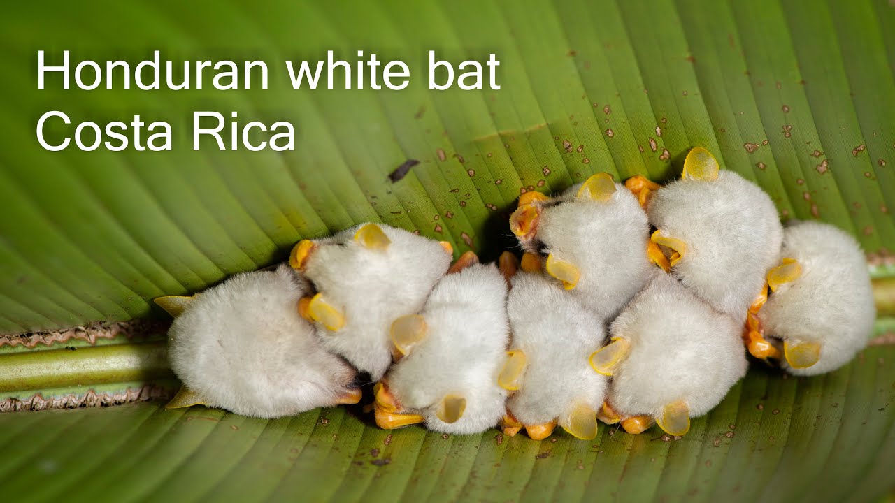 Honduran Ghost Bat
