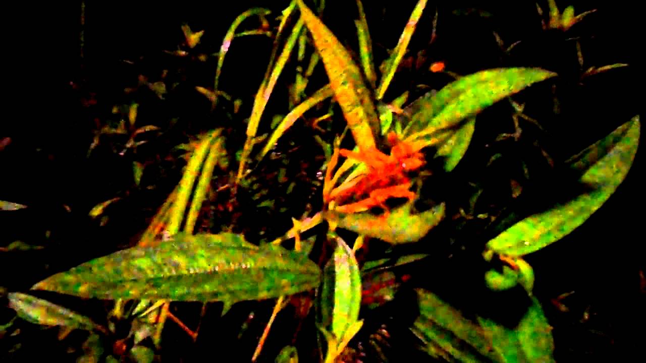 Leaf-rolling raspy wolf cricket spinning silk - YouTube