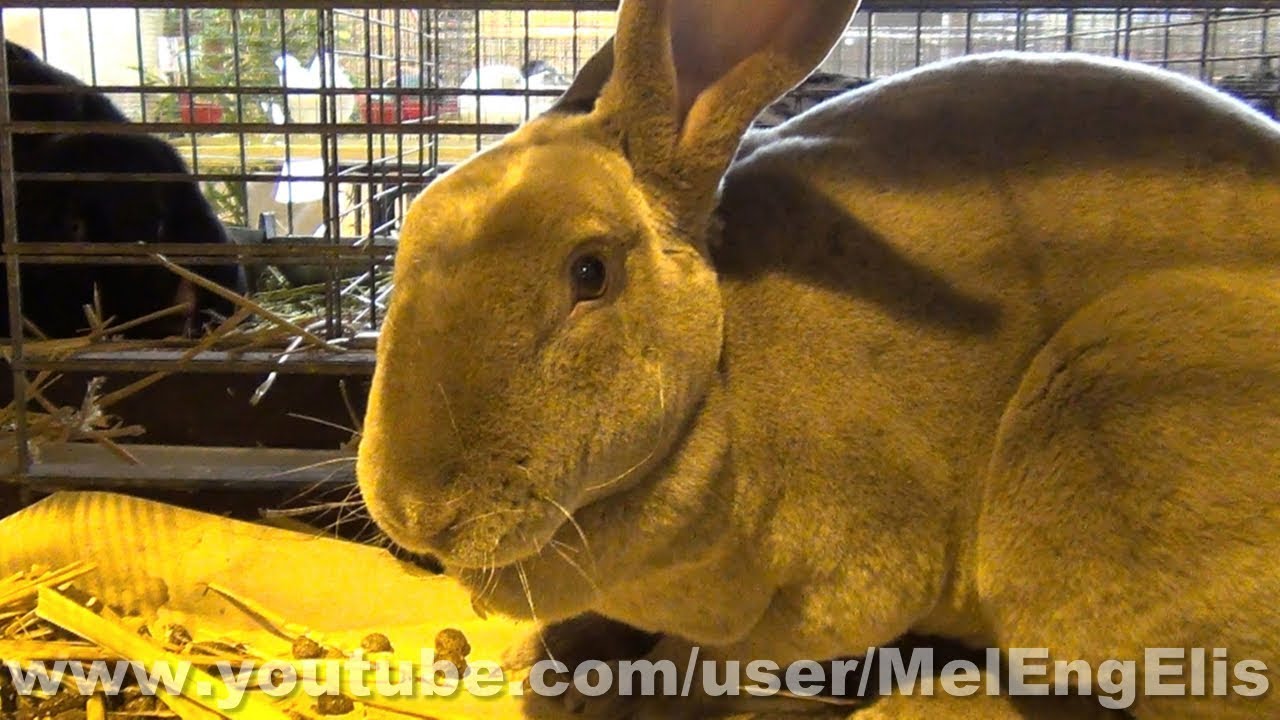 Lapin Rex Gris Perle - Rex Rabbit - Rexkaninchen - YouTube