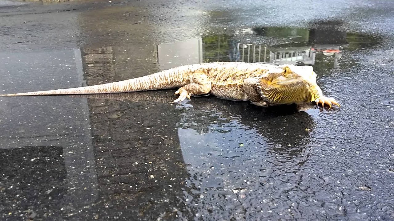 Babbu essait de nager dans la flac d'eau - YouTube