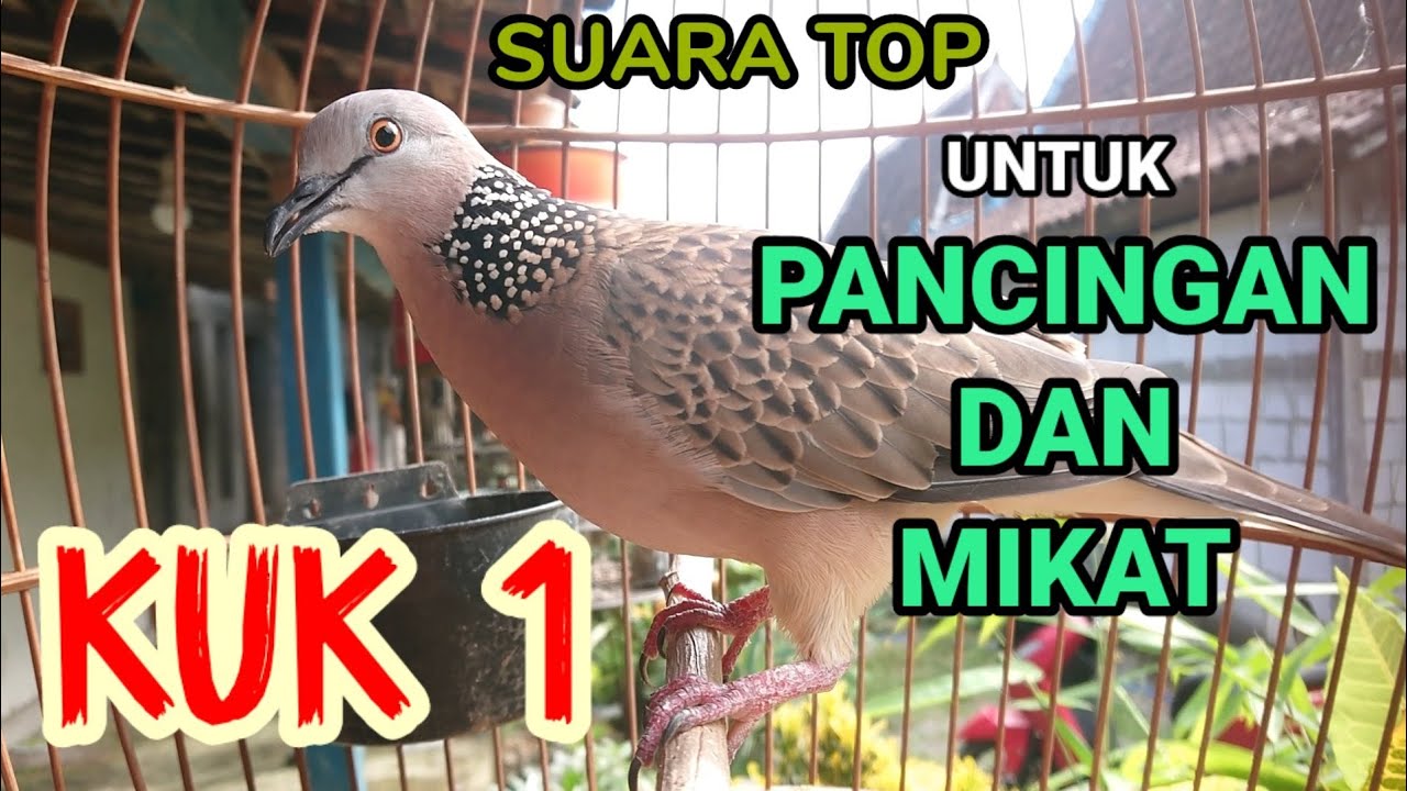 TEKUKUR KUK 1 SUARA TOP UNTUK PANCINGAN dan MIKAT. - YouTube