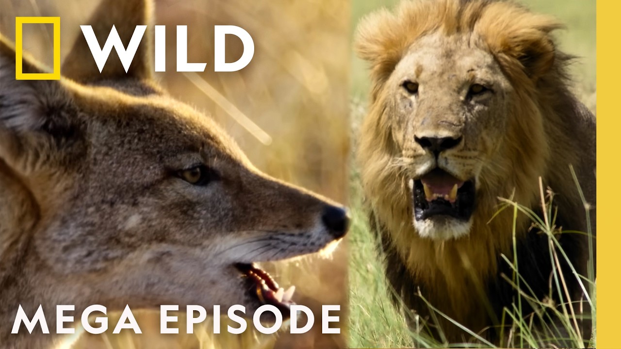 Entering the Game of Thrones | Savage Kingdom & World's Deadliest MEGA Episode | Nat Geo Animals ...