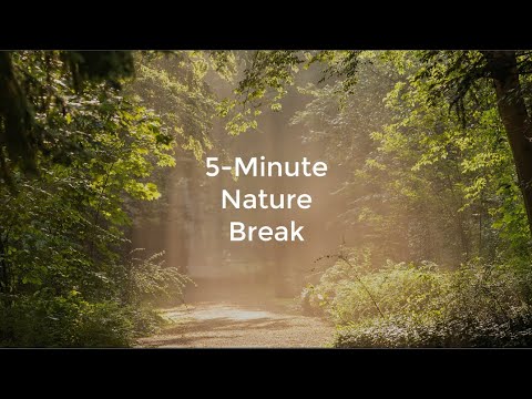 5-Minute Nature Break - Forest Walk - YouTube