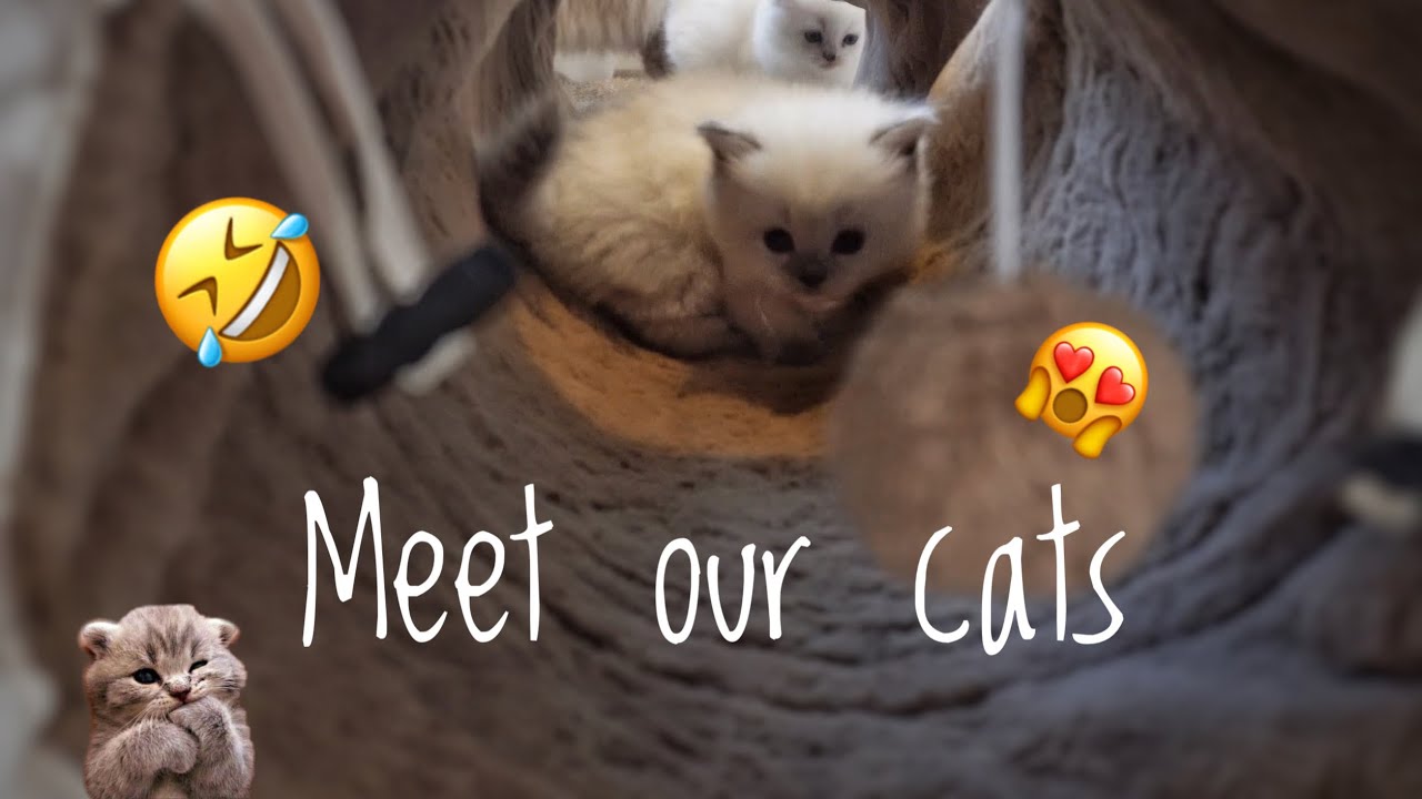 PLAY DAY 🥰 / have fun with our baby cats - YouTube