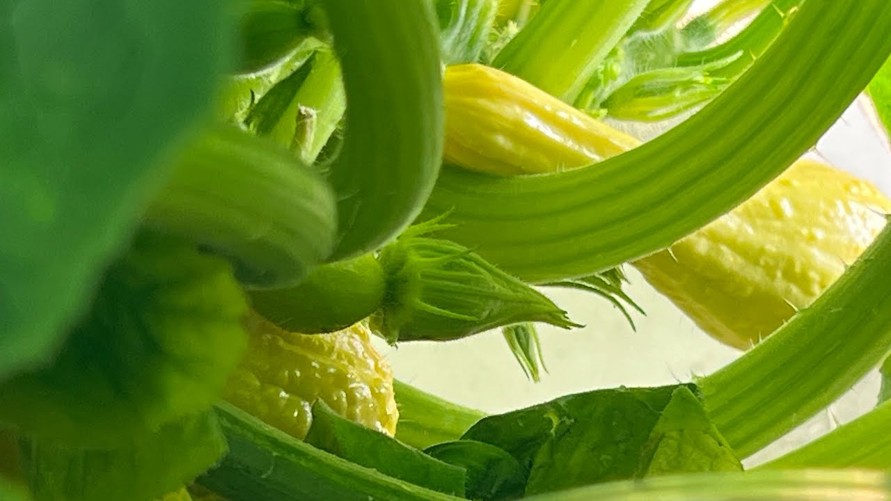 A new squash video 87 - YouTube