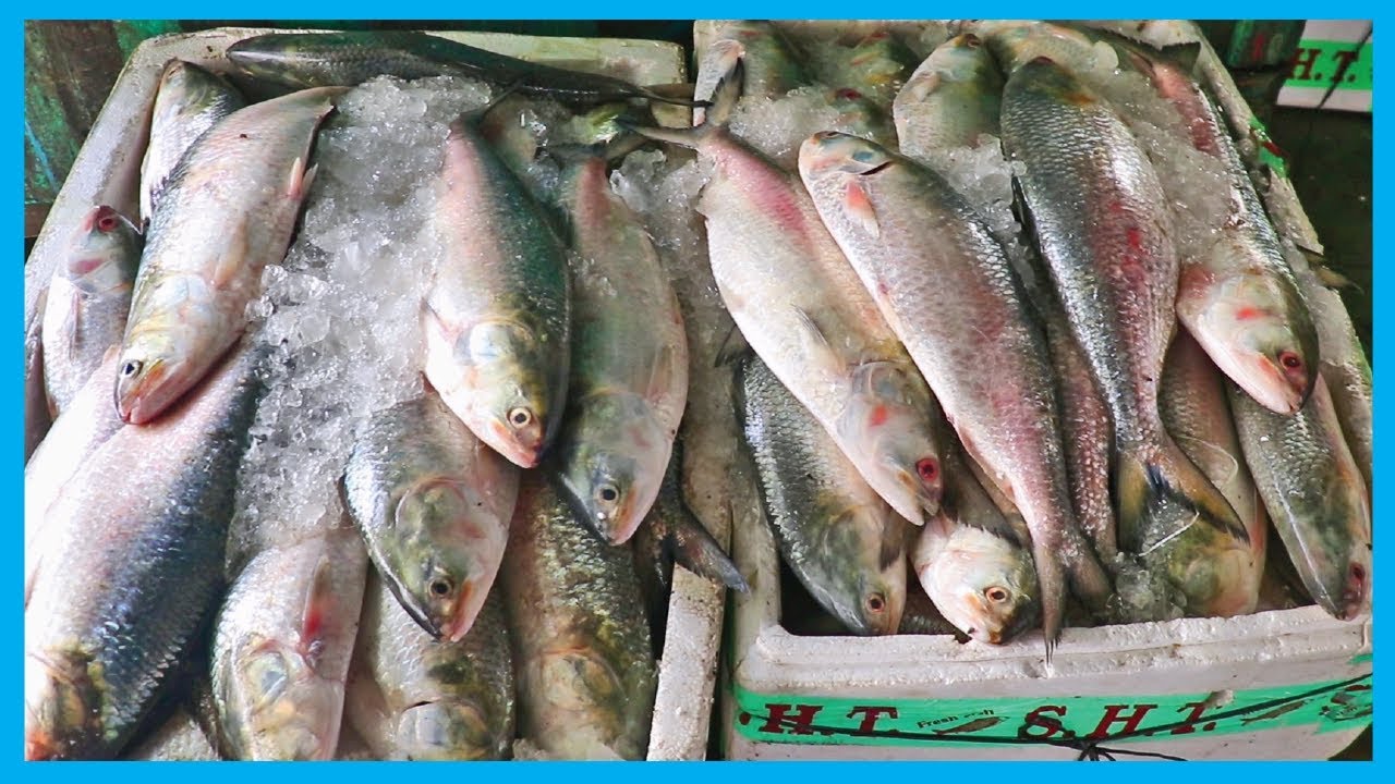 Biggest Hilsa Fish Market (Part 18) - Thousands of Big Hilsa | Fish ...