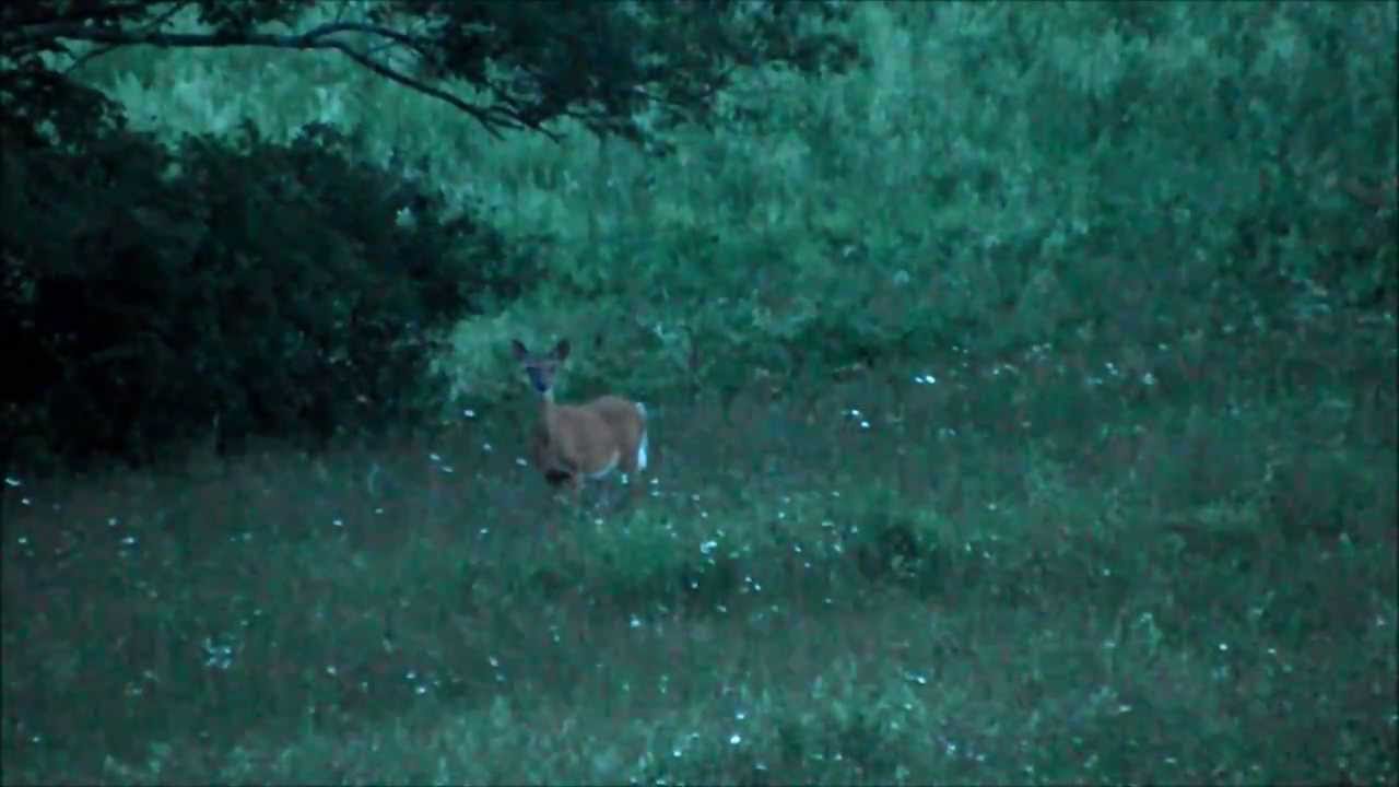 Vermont Whitetail Deer in The Field - YouTube