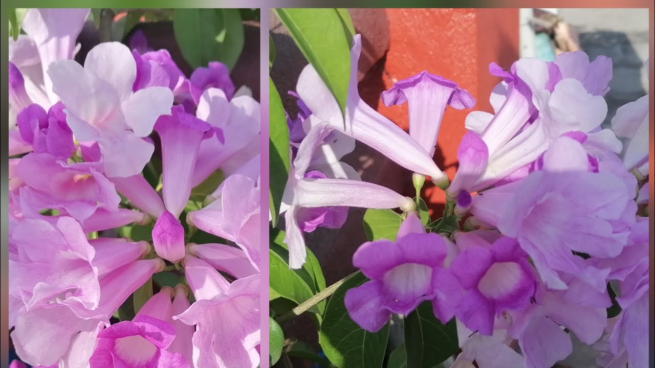 mero Lantana plant ma ful fulyo - YouTube