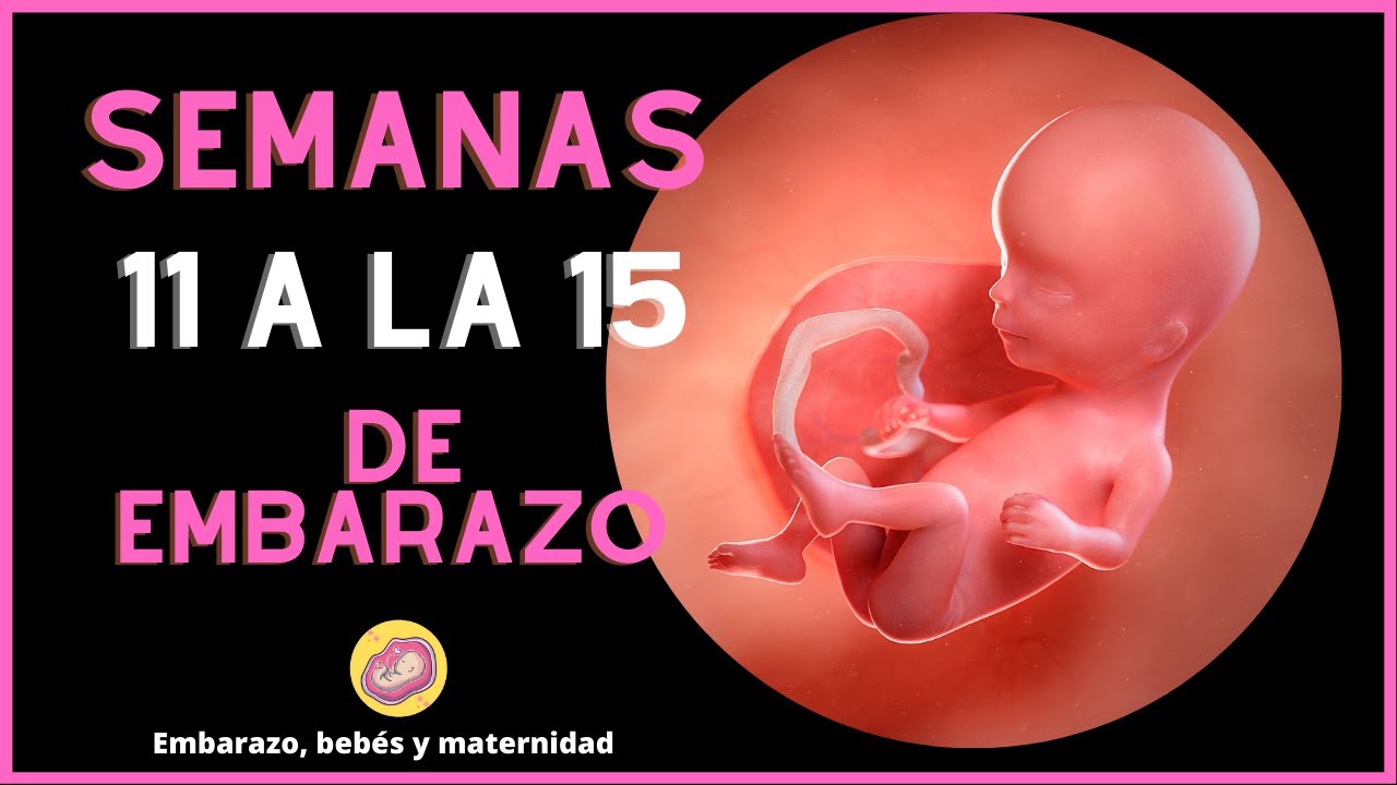 SEMANAS 11 de embarazo | hasta la | semana 15 DE EMBARAZO | primer ...