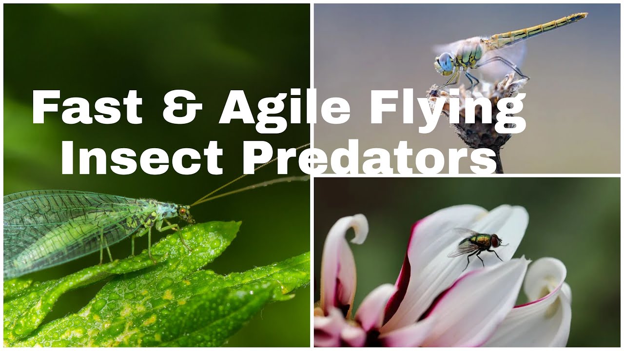INSECTS GROUP 3: FAST AND AGILE FLYING PREDATORS - YouTube
